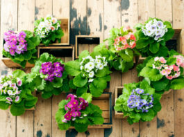 How To Grow And Care For Primula World Of Flowering Plants