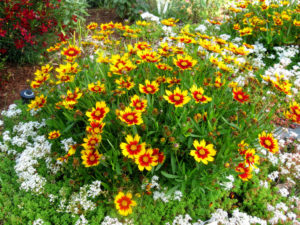 How to Grow and Care for Coreopsis - World of Flowering Plants