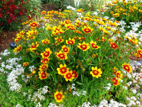 How to Grow and Care for Coreopsis - World of Flowering Plants