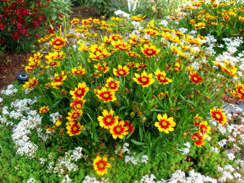 How to Grow and Care for Coreopsis - World of Flowering Plants
