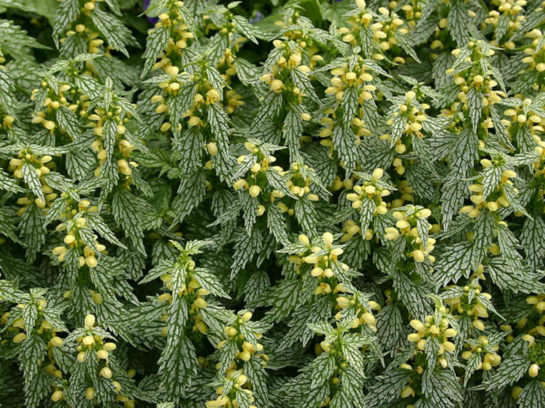 How to Grow and Care for Lamium - World of Flowering Plants