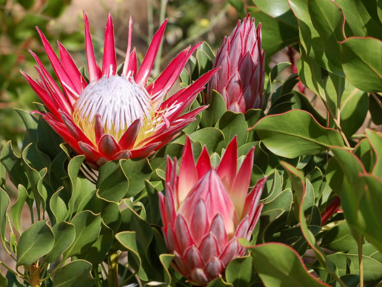 How to Grow and Care for Proteas - World of Flowering Plants