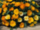 How to Grow and Care for Calendula - World of Flowering Plants
