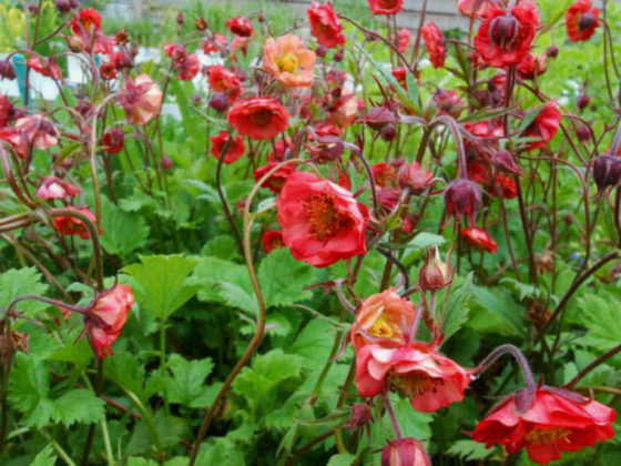 How to Grow and Care for Geum - World of Flowering Plants