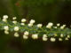 Acacia alata (Winged Wattle) - World of Flowering Plants