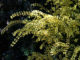 Acacia alata (Winged Wattle) - World of Flowering Plants