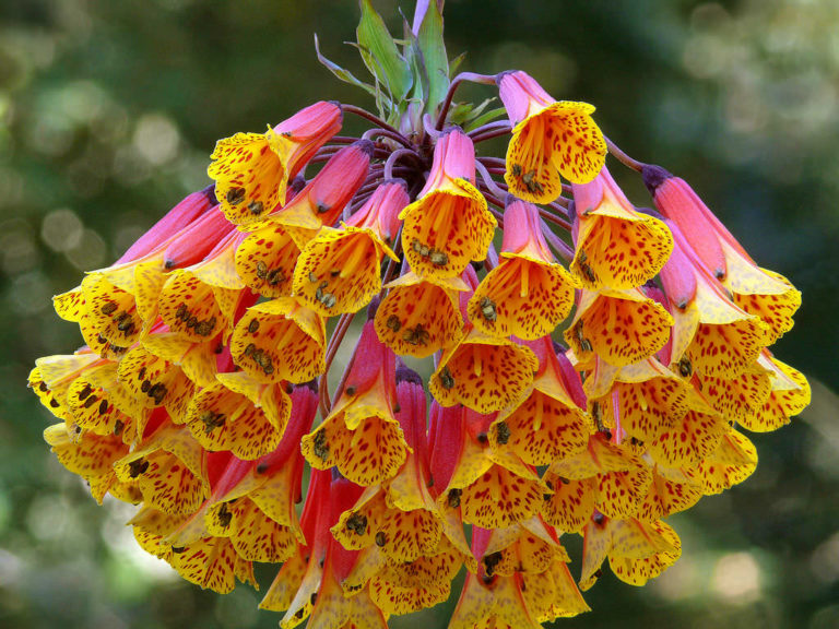 How to Grow and Care for Bomarea - World of Flowering Plants