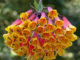 How to Grow and Care for Bomarea - World of Flowering Plants