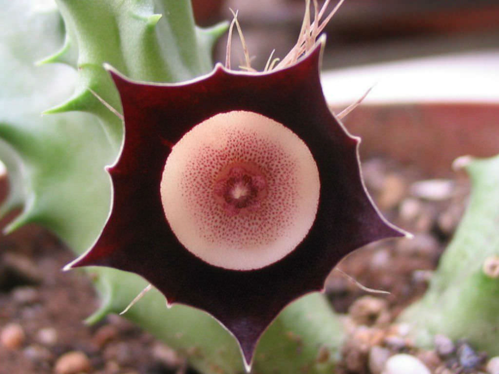10 Very Unusual Flowers - World of Flowering Plants