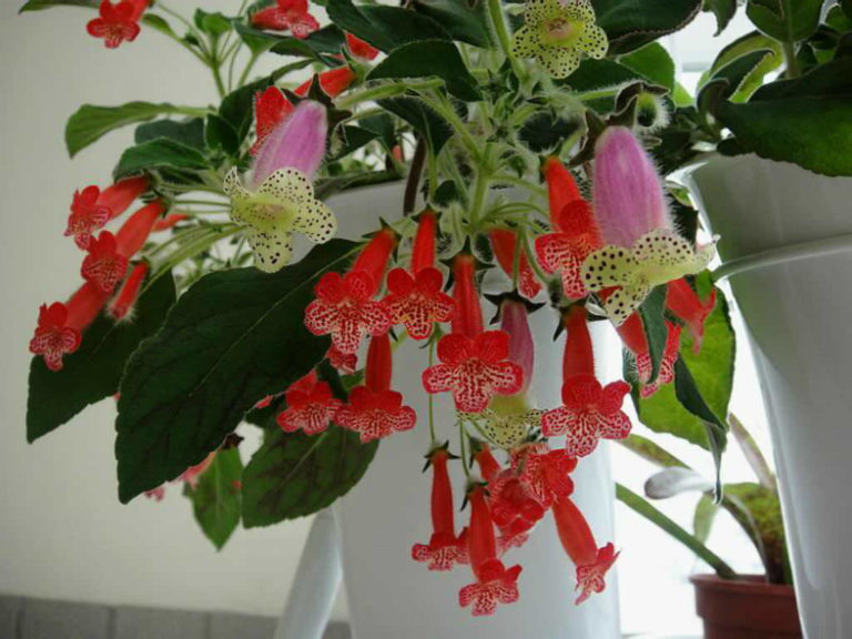 How to Grow and Care for Kohleria - World of Flowering Plants