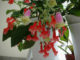 How to Grow and Care for Kohleria - World of Flowering Plants