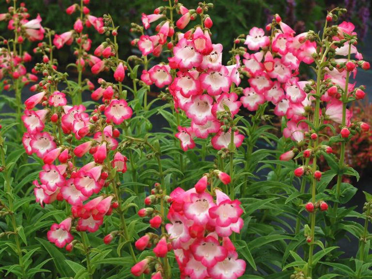 How to Grow and Care for Penstemon - World of Flowering Plants