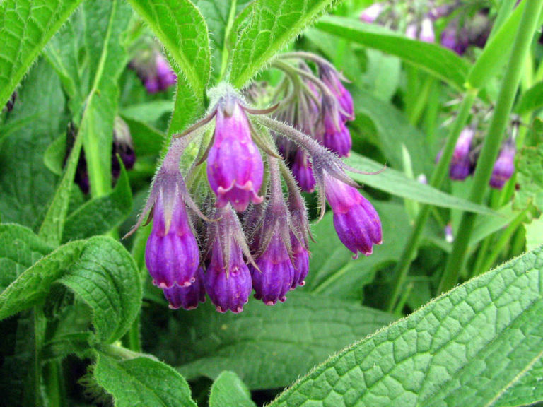 How to Grow and Care for a Comfrey - World of Flowering Plants