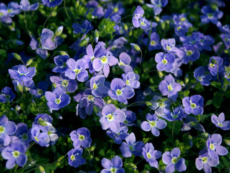 How to Grow and Care for a Speedwell - World of Flowering Plants