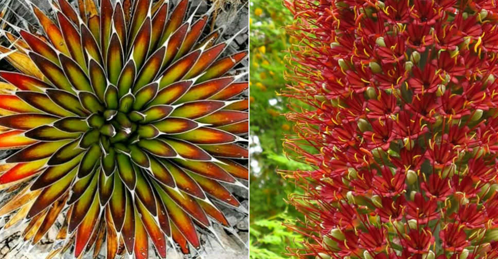 Agave pelona (Mescal Pelon) - World of Flowering Plants