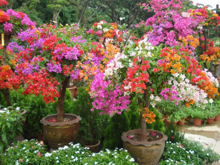What is a Flowering Plant? - World of Flowering Plants