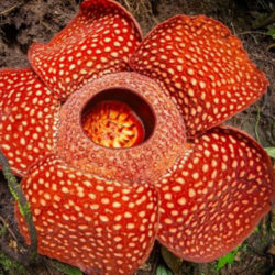 Rafflesia arnoldii (Corpse Flower) - World of Flowering Plants
