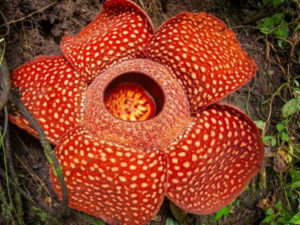 Rafflesia arnoldii (Corpse Flower) - World of Flowering Plants