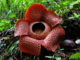 Rafflesia arnoldii (Corpse Flower) - World of Flowering Plants