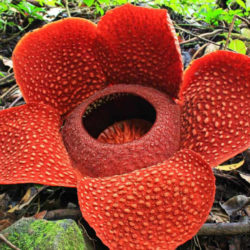 Rafflesia arnoldii (Corpse Flower) - World of Flowering Plants