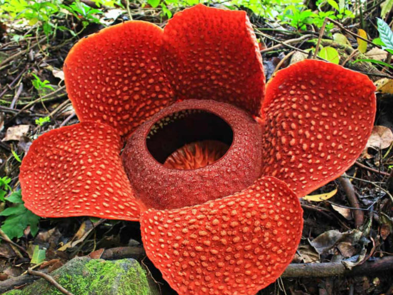 Rafflesia arnoldii (Corpse Flower) - World of Flowering Plants