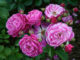 Success With Roses - World of Flowering Plants
