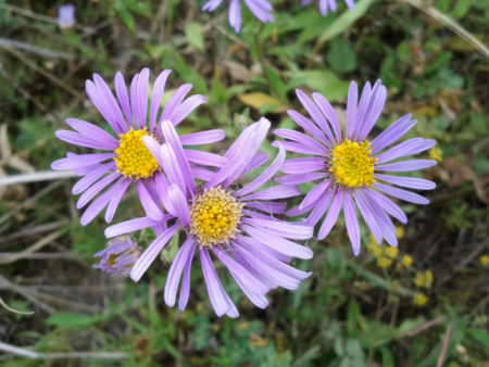 Aster amellus (Italian Aster) - World of Flowering Plants