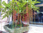 Barringtonia acutangula (Indian Oak) - World of Flowering Plants