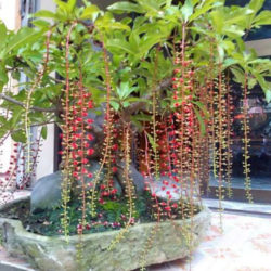 Barringtonia acutangula (Indian Oak) - World of Flowering Plants