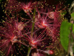 Barringtonia acutangula (Indian Oak) - World of Flowering Plants