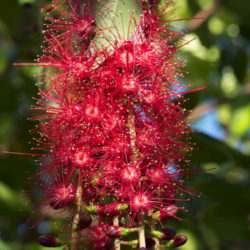 Barringtonia acutangula (Indian Oak) - World of Flowering Plants
