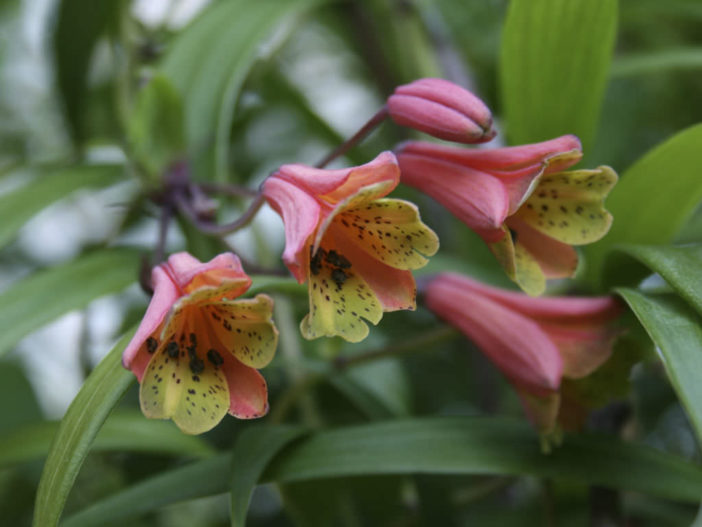 Bomarea edulis (Pink Bomarea) - World of Flowering Plants