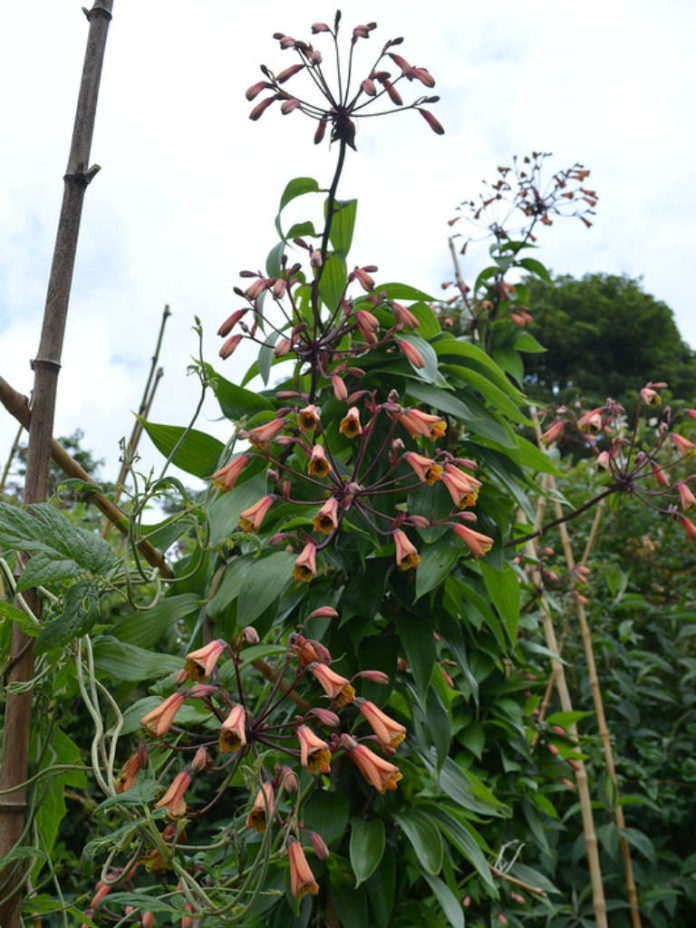 Bomarea edulis (Pink Bomarea) - World of Flowering Plants