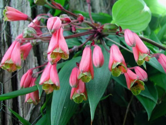 Bomarea edulis (Pink Bomarea) - World of Flowering Plants