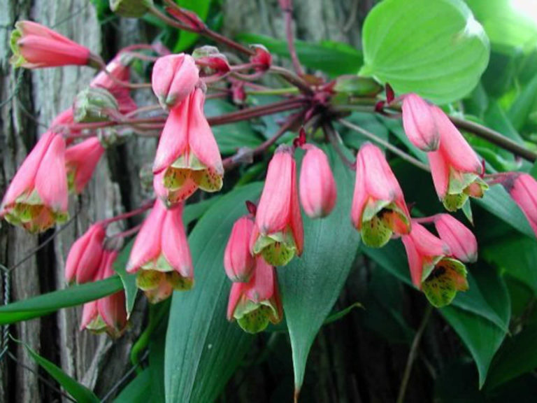 Bomarea edulis (Pink Bomarea) - World of Flowering Plants