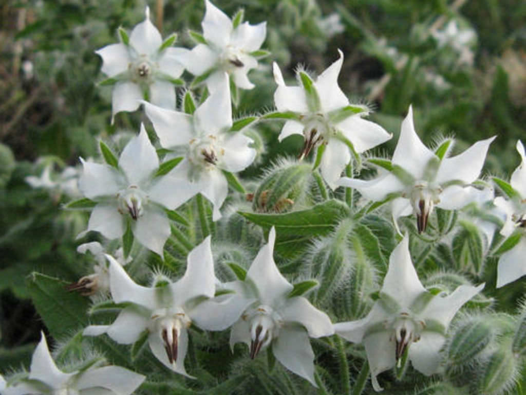 Borago officinalis 'Alba' (White Borage) - World of Flowering Plants