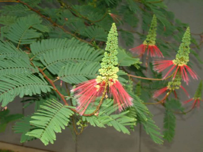 Calliandra calothyrsus (Red Calliandra) - World of Flowering Plants