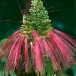 Calliandra calothyrsus (Red Calliandra) - World of Flowering Plants