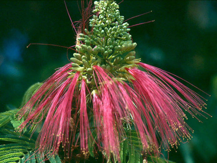 Calliandra calothyrsus (Red Calliandra) - World of Flowering Plants