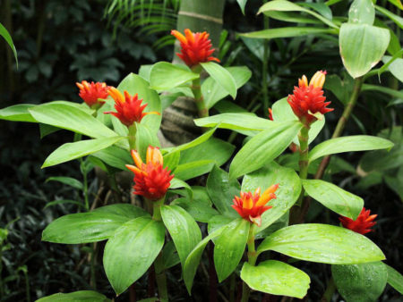 Costus curvibracteatus (Orange Tulip Ginger) - World of Flowering Plants