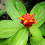 Costus curvibracteatus (Orange Tulip Ginger) - World of Flowering Plants