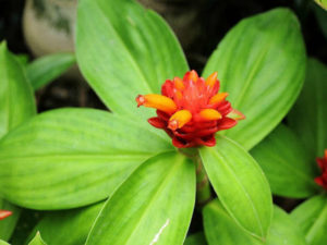 Costus curvibracteatus (Orange Tulip Ginger) - World of Flowering Plants