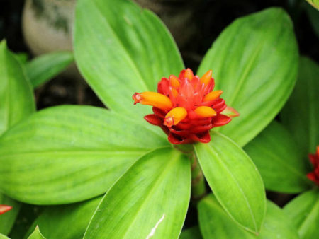 Costus curvibracteatus (Orange Tulip Ginger) - World of Flowering Plants