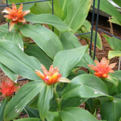 Costus curvibracteatus (Orange Tulip Ginger) - World of Flowering Plants