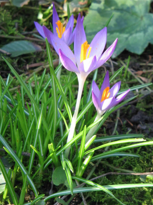 Crocus tommasinianus (Early Crocus) - World of Flowering Plants