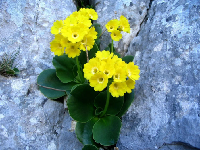 Primula auricula (Auricula Primrose) - World of Flowering Plants
