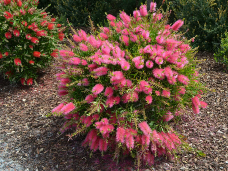What is a Shrub? - World of Flowering Plants