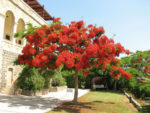 What is a Tree? - World of Flowering Plants