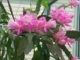 Disocactus phyllanthoides (German Empress) - World of Flowering Plants