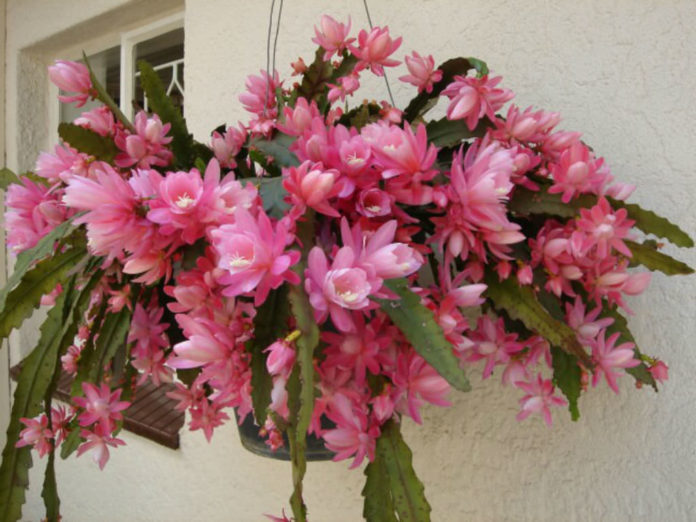 Disocactus phyllanthoides (German Empress) - World of Flowering Plants